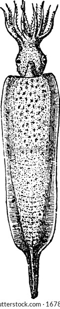 Belemnite(복원) 벨엠니티다(belemnitida)는 트라이아스기 후기 때부터 백악기 스톡 벡터(로열티 프리 ...