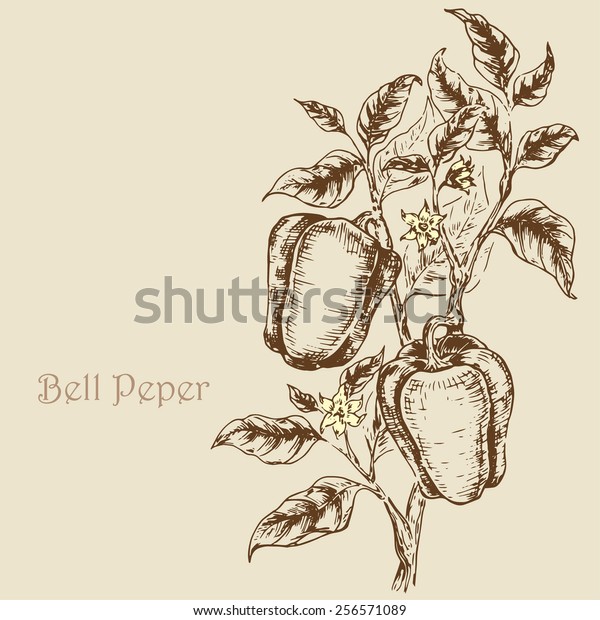 Bell Pepper Background Vegetable Invitation Menu Stock Vector (Royalty ...