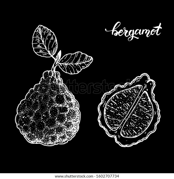 Bergamot Hand Drawn Sketch Vector Illustration Stock Vector (Royalty ...