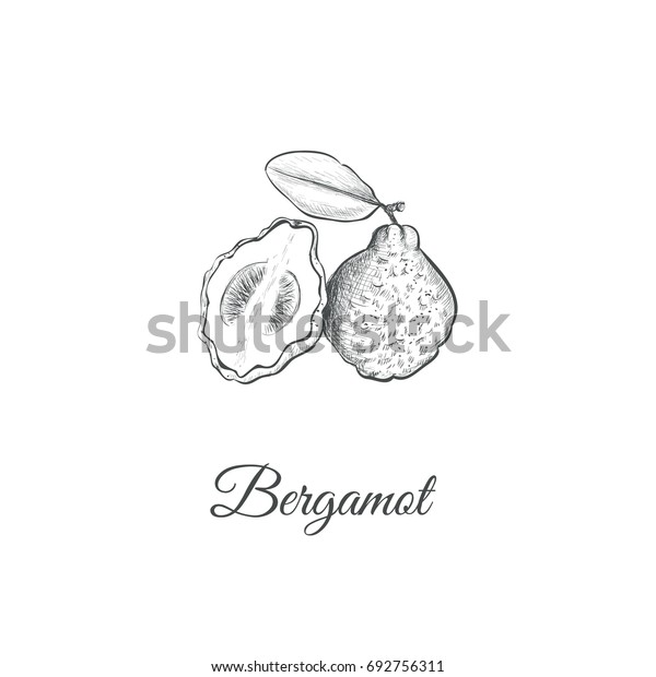 Bergamot Sketch Hand Drawing Vector Illustration Stock Vector (Royalty ...