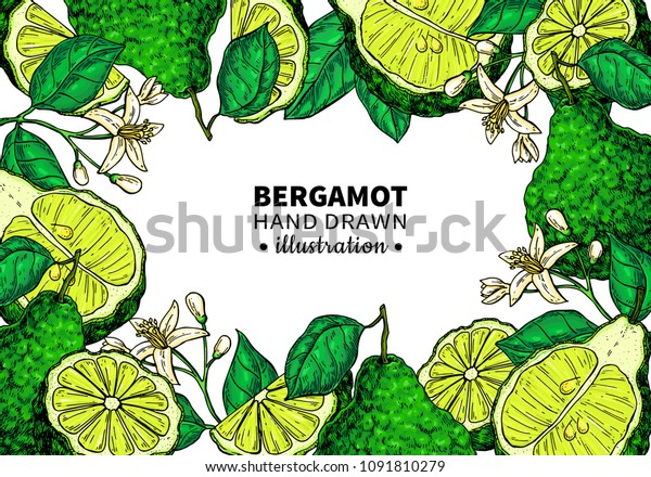 Bergamot Vector Drawing Frame Isolated Template: vector de stock (libre ...