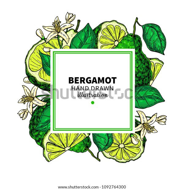 Bergamot Vector Drawing Frame Isolated Template Stock Vector (Royalty ...