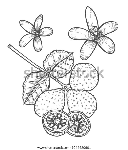 Bergamot Vector Drawing Isolated Vintage Illustration Stock Vector ...