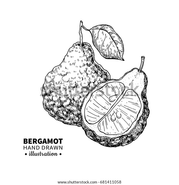 Bergamot Vector Drawing Isolated Vintage Illustration Stock Vector ...
