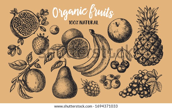 Berries Fruit Big Set Hand Drawing Stock Vector (Royalty Free ...