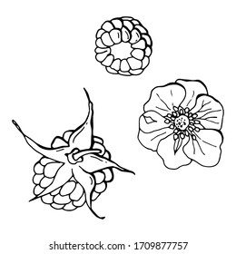 Flowers Line Art Flowers Vector Illustration: стоковая векторная ...