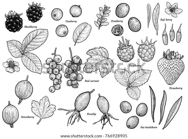 Berry Collection Illustration Drawing Engraving Ink 库存矢量图（免版税）766928905 ...