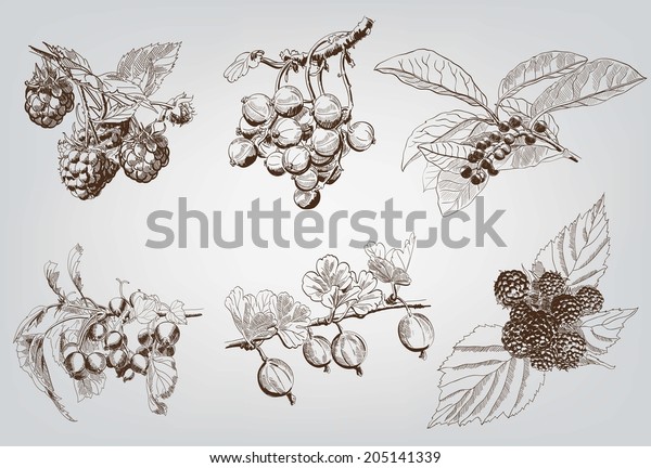 Berry Set Six Vector Sketches Handmade Stock Vector (Royalty Free ...