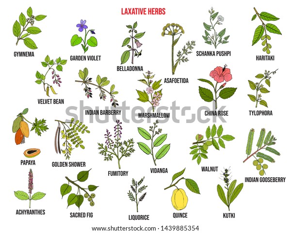 Best Laxative Herbs Hand Drawn Vector Stock Vector (Royalty Free ...