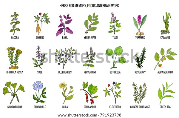 Best Medicinal Herbs Memory Focus Brain Stock Vector (Royalty Free ...