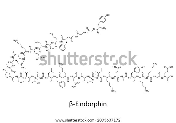 Beta Endorphin Biomolecule Molecular Formula Skeletal Stock Vector ...