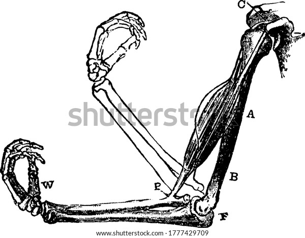 Bicep Muscle Arm Bones Illustrate How Stock Vector (Royalty Free ...