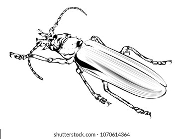 Big Beetle Draw Stock Vector (Royalty Free) 1070614364