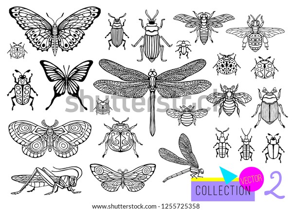 Big Hand Drawn Line Set Insects 스톡 벡터(로열티 프리) 1255725358 | Shutterstock