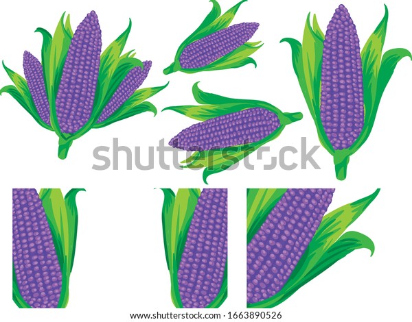 Big Purple Corn Color Vector Stock Vector (Royalty Free) 1663890526 ...