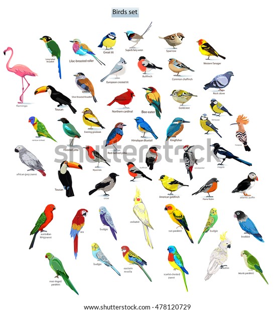 Big Set Birds Birds Flying Animals Stock Vector (Royalty Free ...