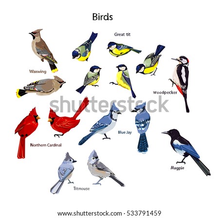 Blue Jay Bird Clip Art | Free download on ClipArtMag