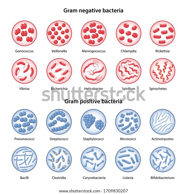 Big Set Gramnegative Grampositive Bacteria Magnifying Stock Vector Royalty Free 1709830207
