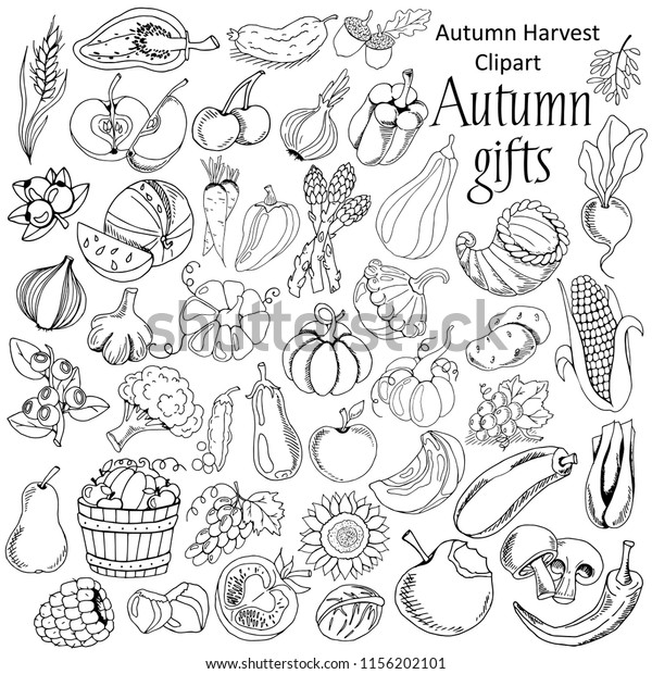 Big Set Hand Drawing Autumn Leaves Stock Vector (Royalty Free) 1156202101