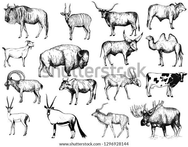 Big Set Hand Drawn Sketch Style Stock Vector (Royalty Free) 1296928144 ...