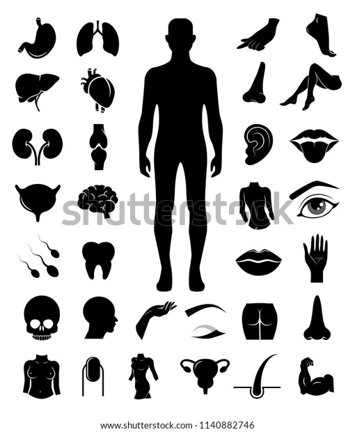 Big Set Human Anatomy Body Parts Stock Vector (Royalty Free) 1140882746 ...