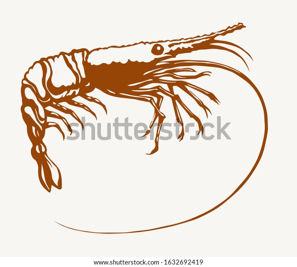 Big Shrimp Vector Sketch Drawing Stock Vector (Royalty Free) 1632692419 ...