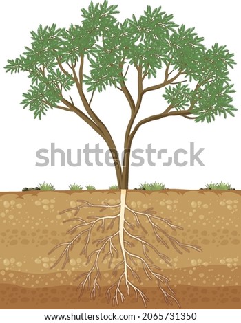 Plant Roots Drawing | Free download on ClipArtMag