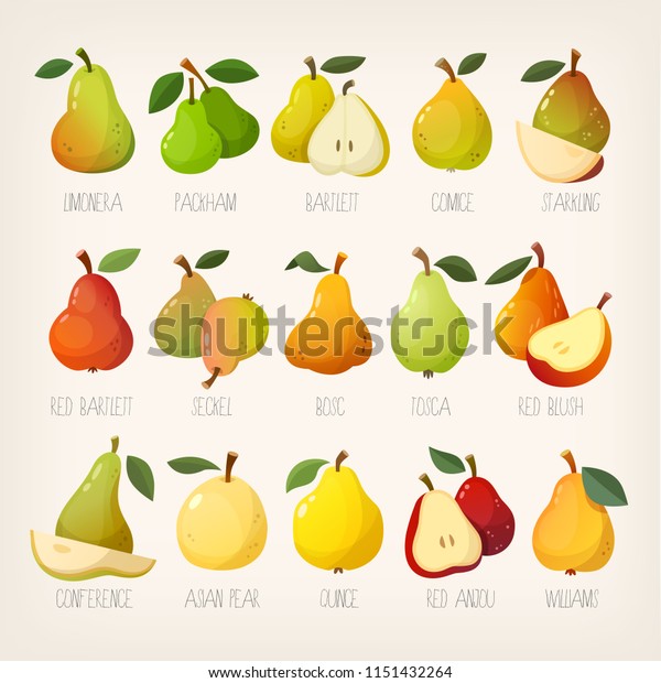 Big Variety Pears Names Isolated Vector: เวกเตอร์สต็อก (ปลอดค่า ...