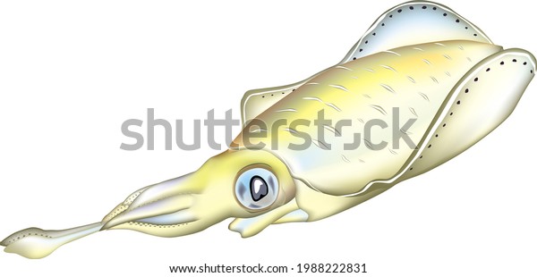 Bigfin Reef Squid Realitic Illustration Vector Stock Vector (Royalty ...