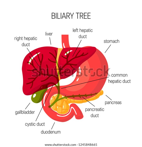 Concepto de árbol biliar. Ilustración vectorial en estilo plano para ...
