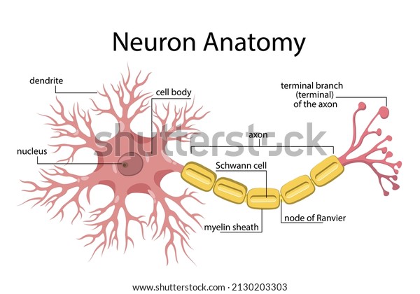 Biological Anatomy Typical Neuron Human Nerve: เวกเตอร์สต็อก (ปลอดค่า ...