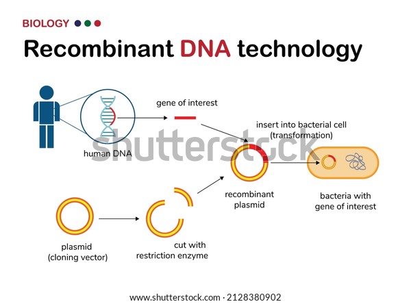 2,029 Genetic Engineering Infographic Images, Stock Photos & Vectors ...