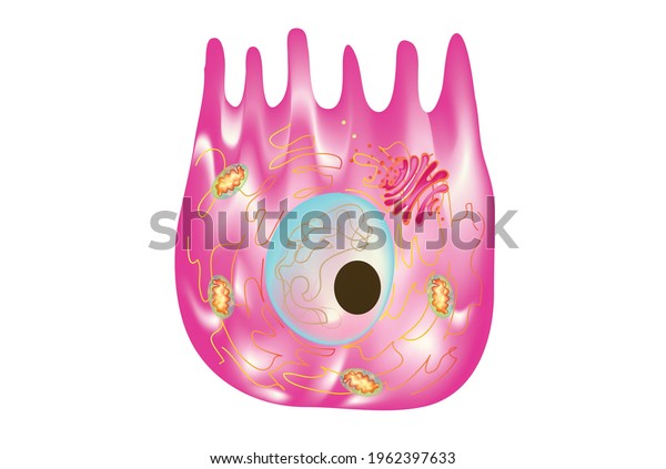 Biological Illustration Intestinal Epithelial Cell Intestinal Stock ...
