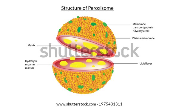 Biological structure of peroxisome (Typical anatomy of peroxisome ...