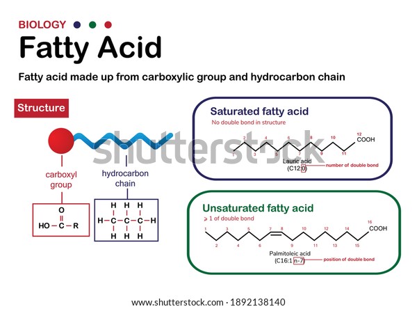 Biology Diagram Present Structure Type Fatty Stock Vector (Royalty Free ...