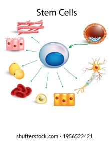 Biology Human Stem Cell System Stock Vector (Royalty Free) 1956522421 ...