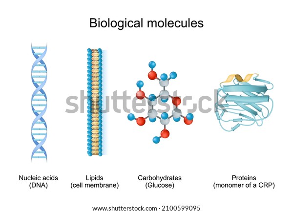 Biomoléculas : 224 images, photos et images vectorielles de stock ...