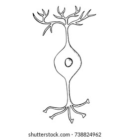 Bipolar Neuron Nerve Cell Neuron Isolated Stock Vector (Royalty Free ...
