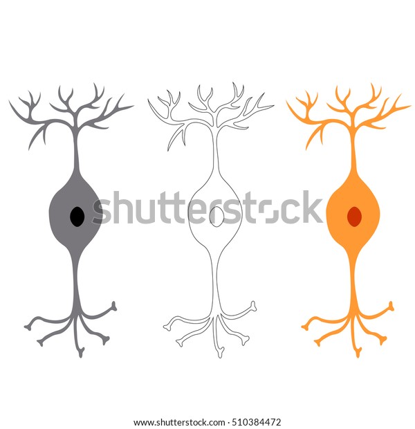 Bipolar Neuron Nerve Cells Neurons Isolated Stock Vector (Royalty Free ...