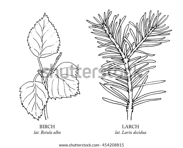 Birch Branch Larch Branch Vector Hand Stock Vector (Royalty Free ...