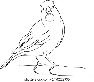 Bird Canary Simple Draw Front View: vector de stock (libre de regalías ...