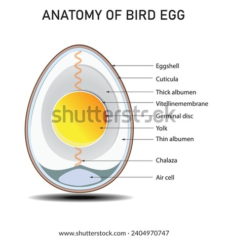 Bird Anatomy Drawing | Free download on ClipArtMag