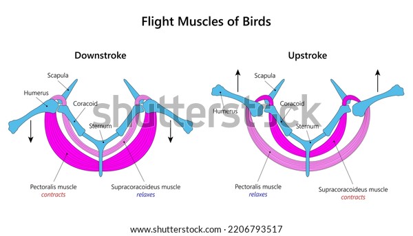 Bird Flight Muscles Vector Illustration Stock Vector (Royalty Free ...