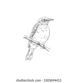 Bird Hand Drawing Vector Art Stock Vector (Royalty Free) 1503694415 ...