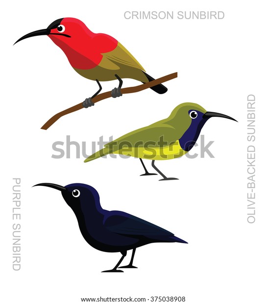 Bird Sunbird Set Cartoon Vector Illustration Stock Vector (Royalty Free ...