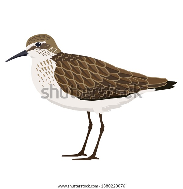 104 Sandpiper Cartoon Images, Stock Photos & Vectors | Shutterstock