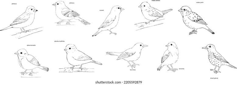 Birds Vector Black Line Illustrations Stock Vector (Royalty Free ...