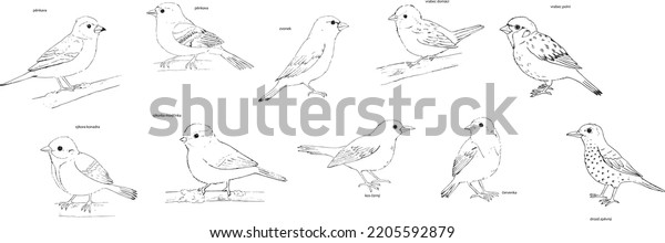 Birds Vector Black Line Illustrations Stock Vector (Royalty Free ...
