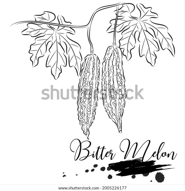 121 Bitter Melon Sketch Images, Stock Photos & Vectors | Shutterstock