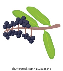 Black Colored Berries Bunch Called Elderberries Stock Vector (Royalty ...